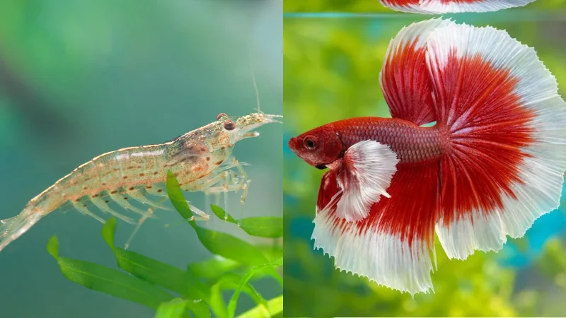 Are Amano Shrimp Compatible with Betta Fish?